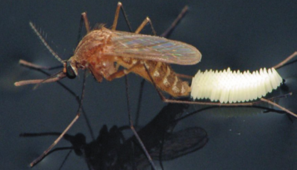 Mosquito Breeding and Lifecycle - The Tick and Mosquito Project