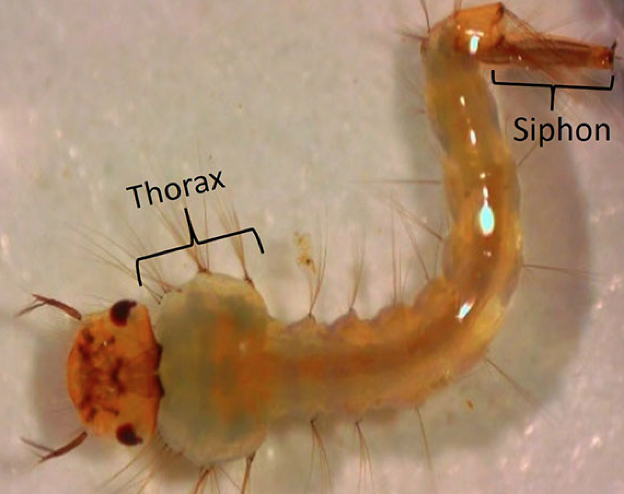 Mosquito Breeding and Lifecycle - The Tick and Mosquito Project