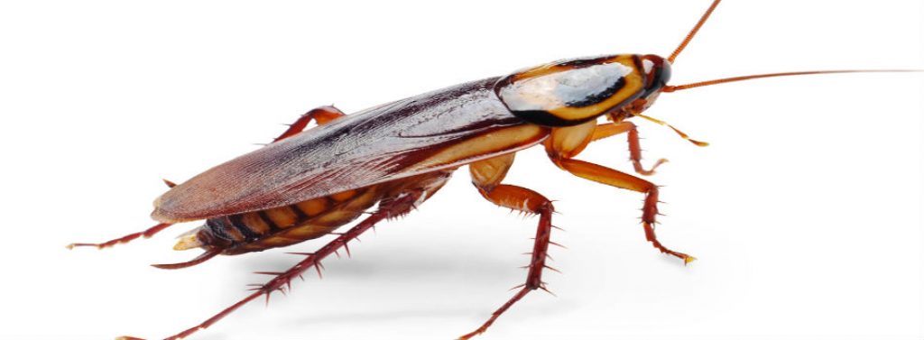 What to do About a Roach Problem - The Tick and Mosquito Project