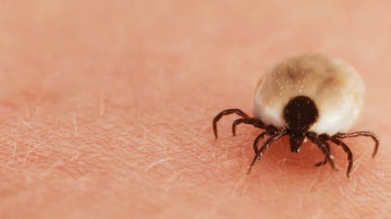 How to Treat Tick Bites | The Tick and Mosquito Project | Great Journey