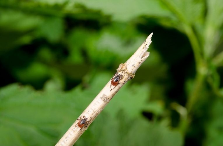 How To Get Rid Of Ticks In Your Yard - The Tick and Mosquito Project